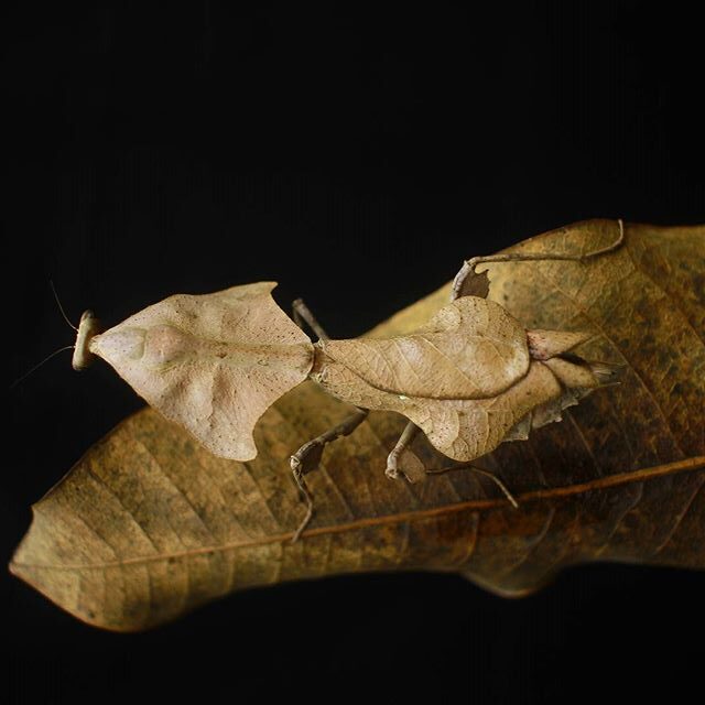 Dead leaf mantis-deroplatys lobata - Her finder du knælere til salg